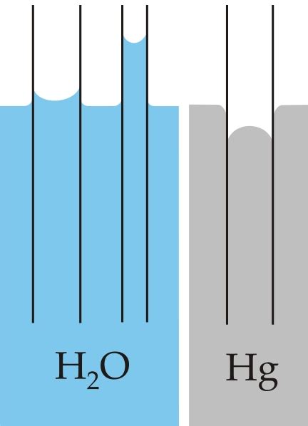 Capillary Action The Scientific Gamer
