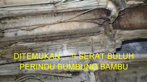 Ditemukan Serat Buluh Perindu Bumbung Bambu Youtube