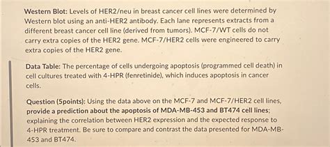 Solved Western Blot Levels Of Her2neu In Breast Cancer