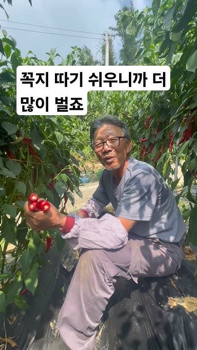 꼭지따기 쉬워서 배는 벌었어요 Ai칼탄 Youtube