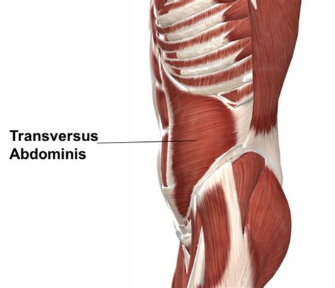 Transversus Abdominis Exercise
