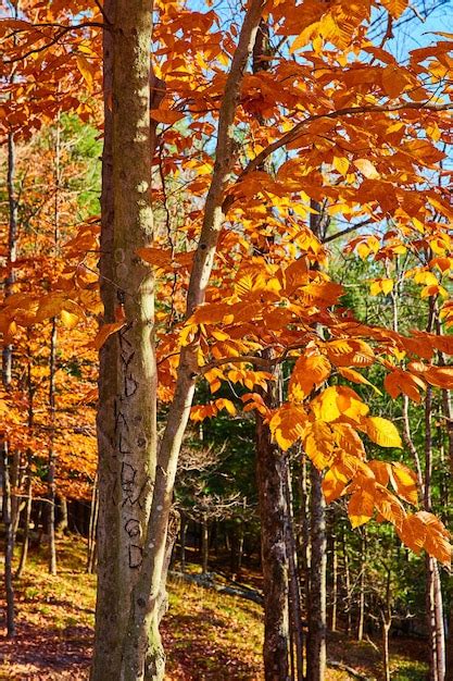 Premium Photo Beautiful Tree With Orange Foliage In Late Fall Forest