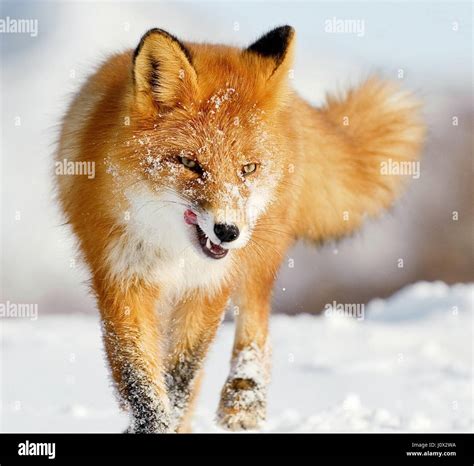 Fox Licking Lips Hi Res Stock Photography And Images Alamy