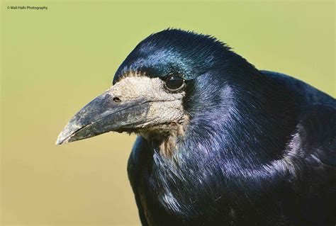 Rook 3043 Birdforum