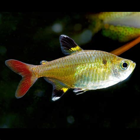 X Ray Tetra Photo 5 X Ray Tetras And Guppies Sorry A Bit Blurry