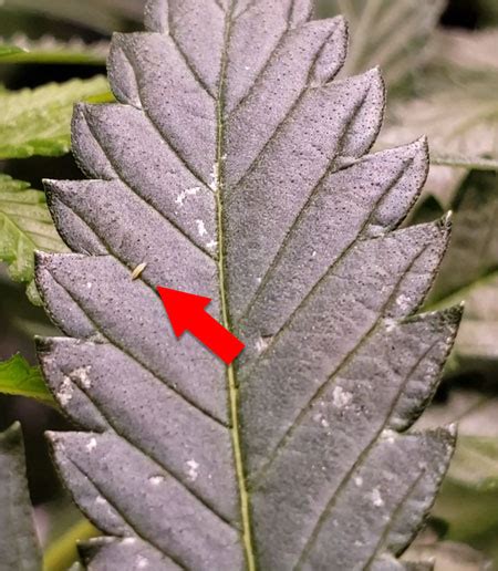 Thrips And Cannabis How To Identify And Get Rid Of It Quickly