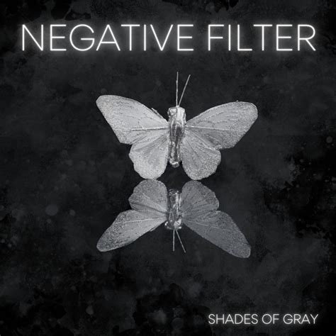 negative filter concert and tour history concert archives