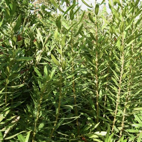 Pacific Wax Myrtle Hedges For Privacy And Habitat Sound Native Plants