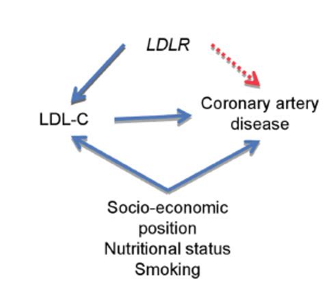 Applying Mendelian Randomization To Define The Causal Relationship