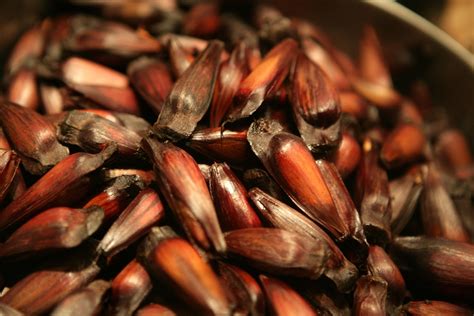 Mitos E Verdades Sobre Pinhão Tudo Sobre O Alimento Que é Tradicional