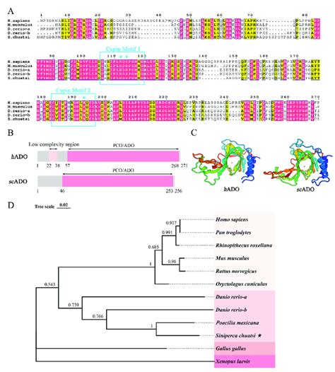 Sequence Analysis Of Scado A Alignment Of Amino Acid Sequence