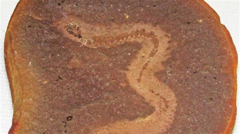 127 Year Fossil Mystery Finally Solved By Scientists