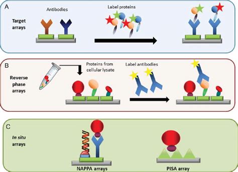 Major Types Of Protein Microarrays A Targeted Protein Arrays B