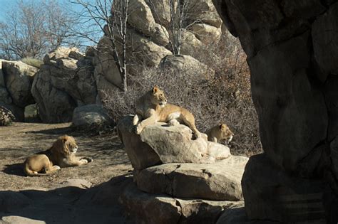 사자와 두 혜택과 같은 방향으로 찾고 있습니다 라이온 스 심각 하 게 보고 하지 뭔가입니다 3 사자 바위에 앉아입니다 가을에 대한 스톡 사진 및 기타 이미지 Istock