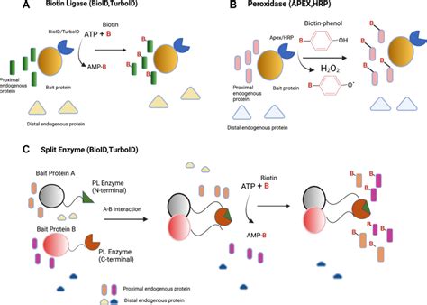 Deciphering Spatial Protein Protein Interactions In Brain Using Proximity Labeling Abstract
