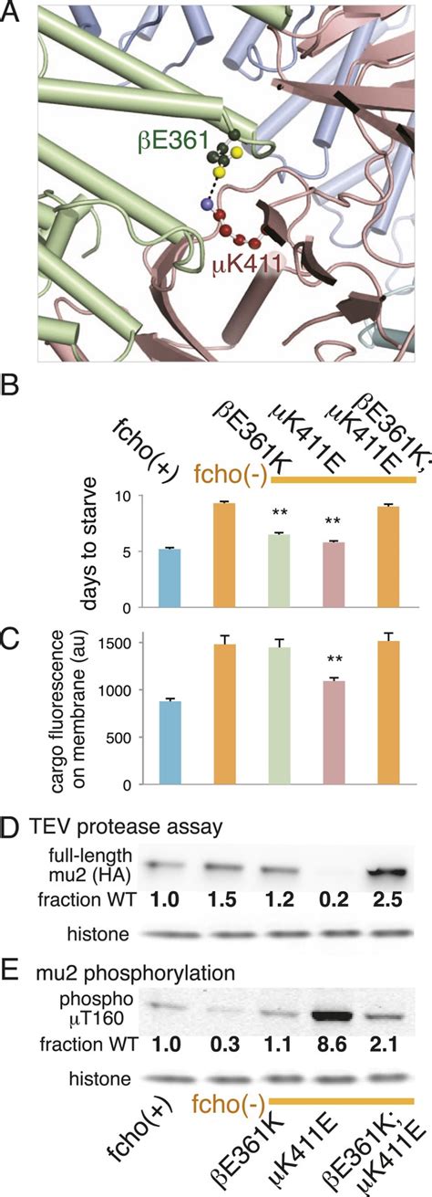 Figures And Data In The Membrane Associated Proteins Fcho And Sgip Are Allosteric Activators Of