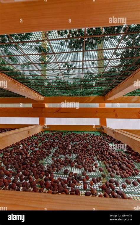 A Wooden Structure With A Mesh Top And A Pile Of Coffee Beans On It The Beans Are Spread Out