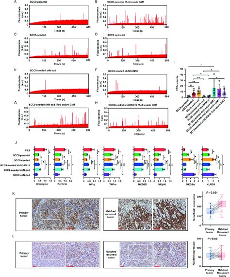 n cadherin and adam10 expression facilitates survival of ctcs and