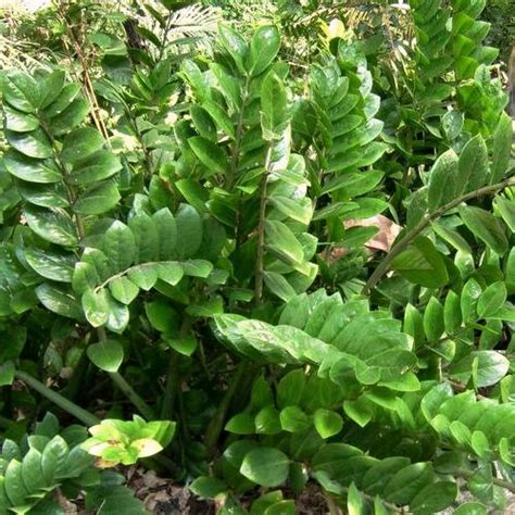 Zamioculcas Zamiifolia Hình ảnh Cách Trồng Chăm Sóc Tại Nhà