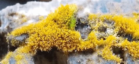 What Is This Tiny Orange Thing First Picture Is A 100 Magnification