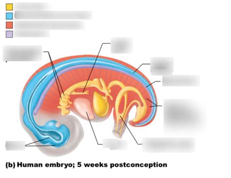 Human Zygote Diagram
