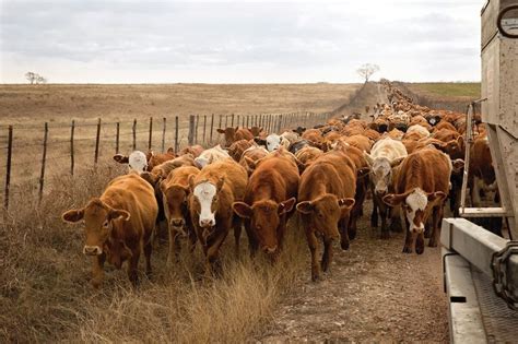 Afbf Wants Usda To Restore July Cattle Survey Meatpoultry
