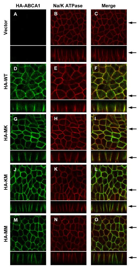 Subcellular Localization Of Ha Tagged Abca1 Variants In Polarized Download Scientific Diagram
