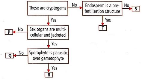 Refer To The Given Flow Chart Regarding Different Groups Of Kingdom