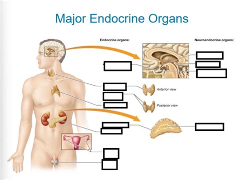Major Endocrine Organs Diagram Quizlet