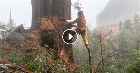 Splitting 2 Trees In Half WITH Another Tree Improvising On The Fly