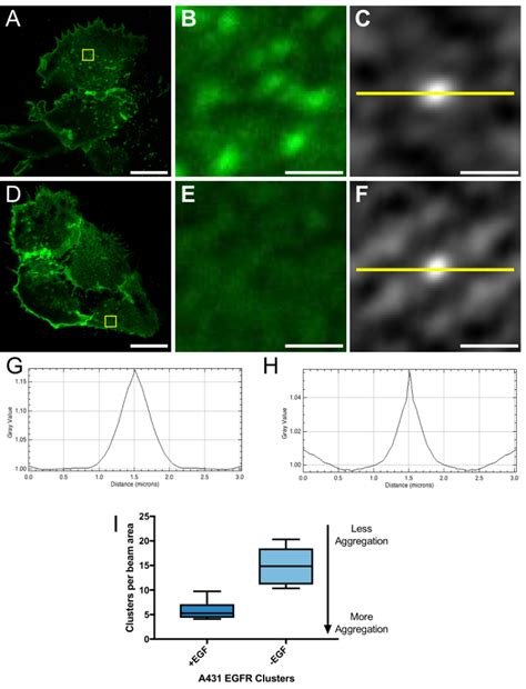 Confocal Microscopy Reveals Cell Surface Receptor Aggregation Through Image Correlation