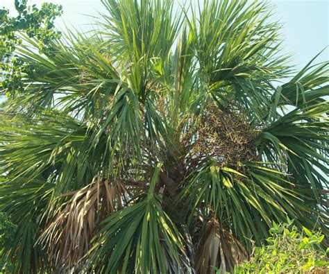 11 Palm Tree Varieties To Add Tropical Flair To Your Yard Gardening
