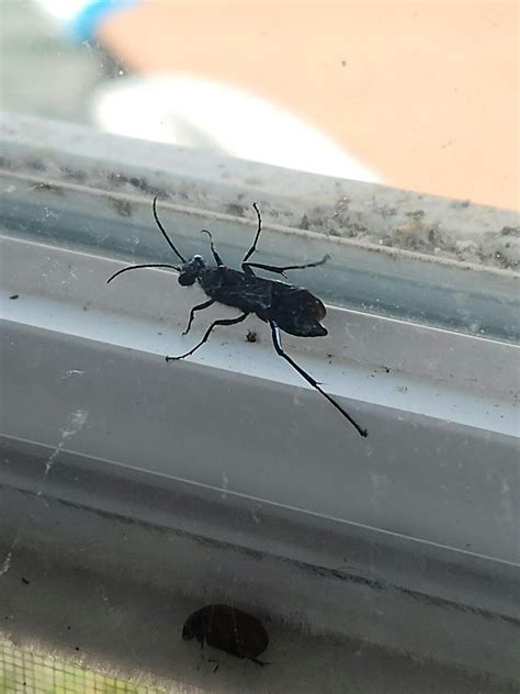What Stinger Bug Is This Fingerlakes Region Ny Rwhatisthisbug