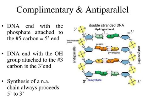 Ppt Dna Technology A Dr Production Powerpoint Presentation Free Download Id 695664