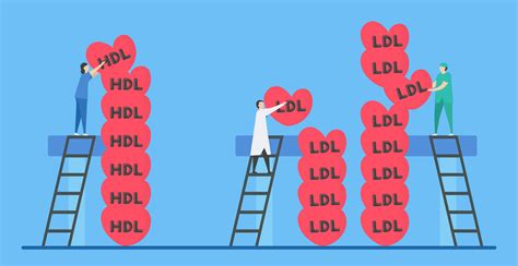Atherosclerosis Concept With Staff Balancing Hdl And Ldl 965606 Vector