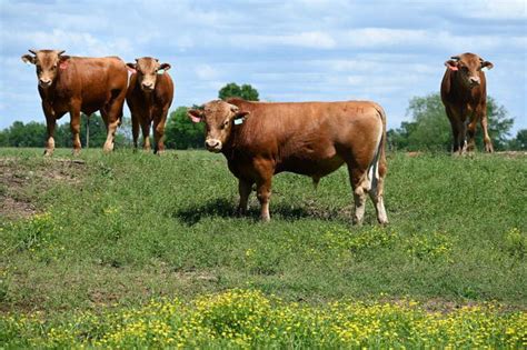 J H Trading Llc Akaushi Cattle Asbury Mo