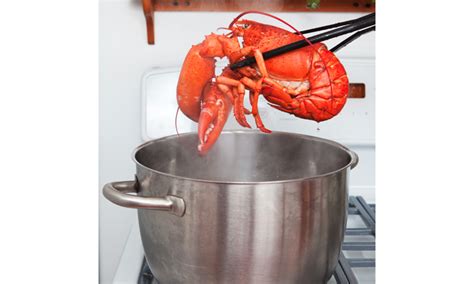 How do I choose the best boiling pot for lobster? [2022] | QAQooking.wiki