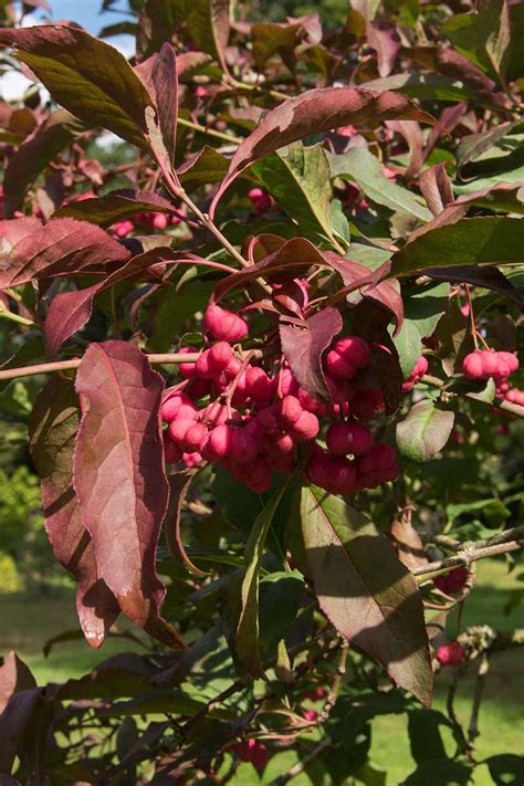 11 Types Of Euonymus Choosing The Best Plants For Your Garden