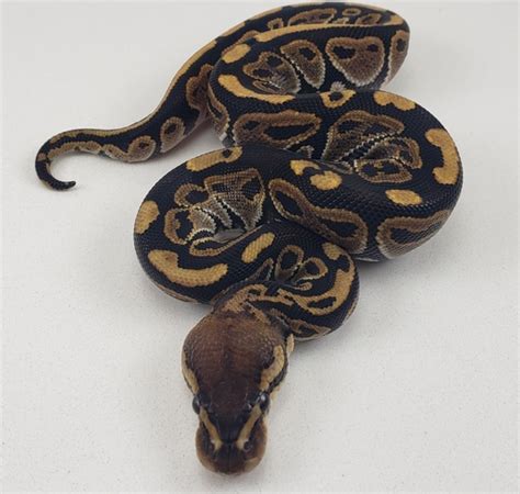 Redhead 66 Dbl Het Genetic Stripe Clown Kiki Ball Ball Python By