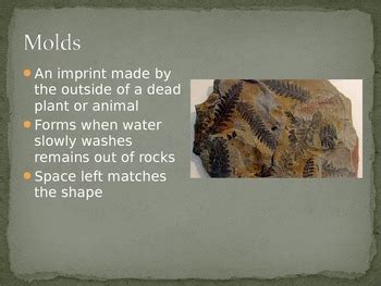 Fossils PowerPoint Presentation By Teaching Party TPT