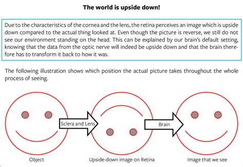 Part Of A Worksheet To Make Pupils Aware Of Stages In The Visual