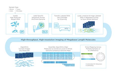 Hands On Vertebrate Genome Assembly Using Hifi Bionano And Hi C Data