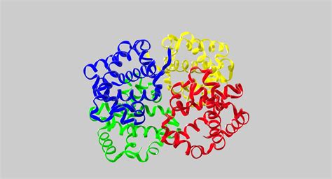 헤모글로빈 단백질 구조 3d 모델 89 Lxo Fbx Free3d