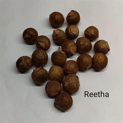 Natural Dry Reetha For Medicinal Botanical Name Sapindus Mukorossi