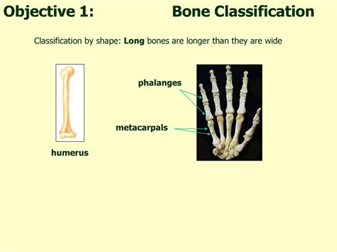 Weeks 4 And 5 The Skeletal System Sb Ppt Download