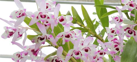 Dendrobium Orchids Stunning Varieties And Their Unique Characteristics