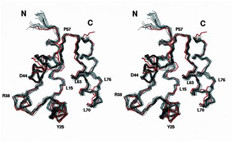 Stereoview Of The Backbone N C C Of 20 Superimposed Nmr Derived