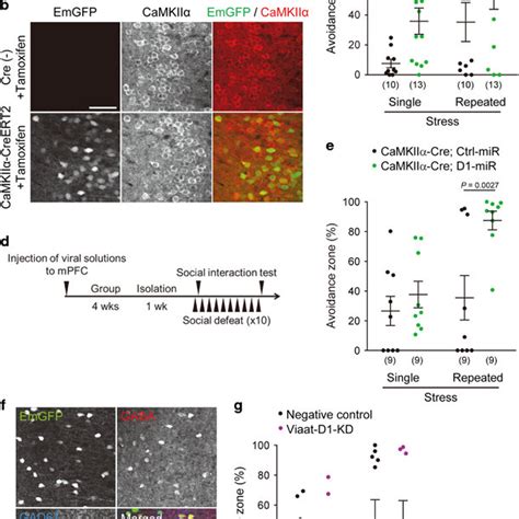 Medial Prefrontal Cortex Mpfc Excitatory Neurons Are The Site Of