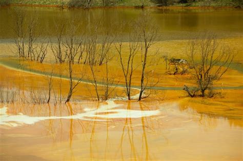 Premium Photo A Flooded Area With A Tree In The Foreground And A River In The Background