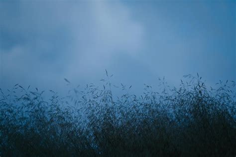 Premium Photo Dark Thin Grass Against The Blue Sky